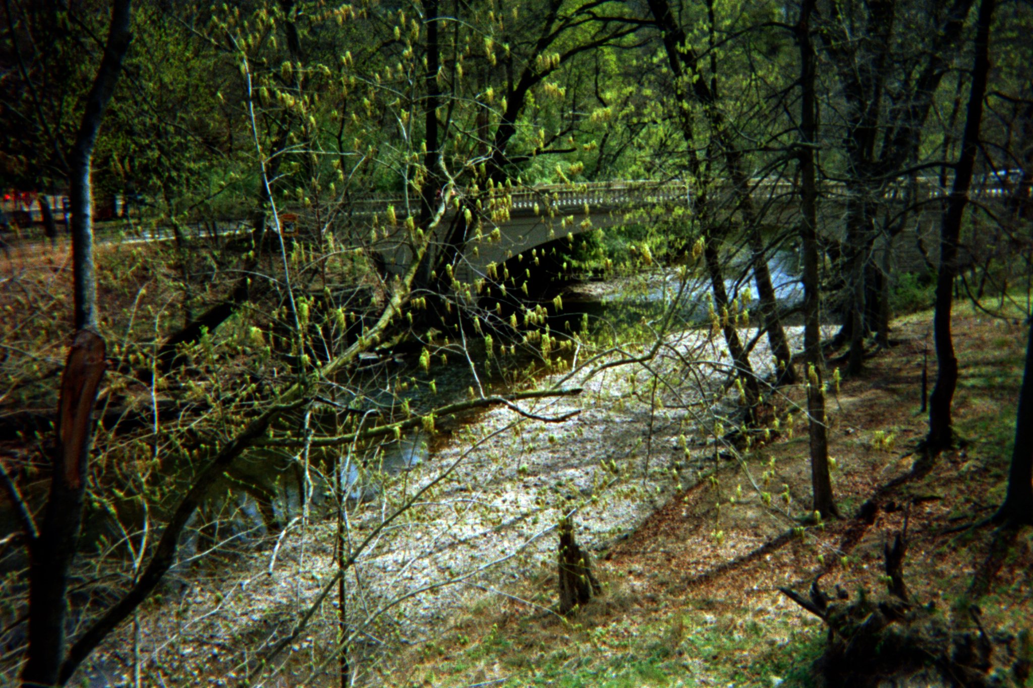 More Sleepy Whale Poems by T. Brinkman – in parentheses